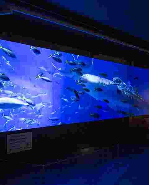 Science Museum, Tokyo - Barco