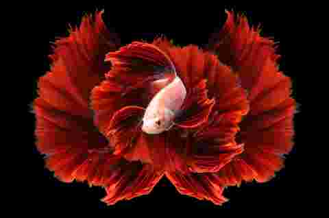 TruePix eBook - Barco